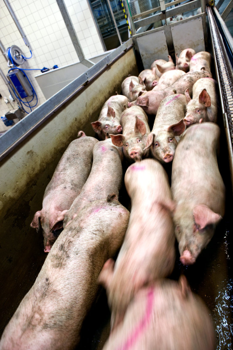 Danish Crown Horsens - Reportagefotograf København Per Gudmann